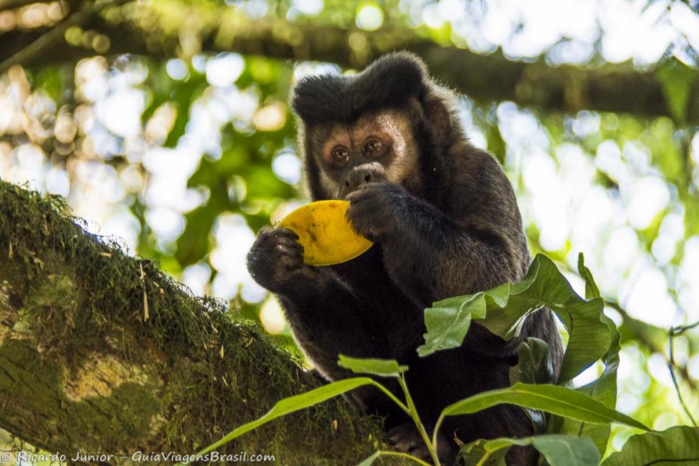 Imagem de um macaco comendo uma fruta no Parque de Itatiaia.