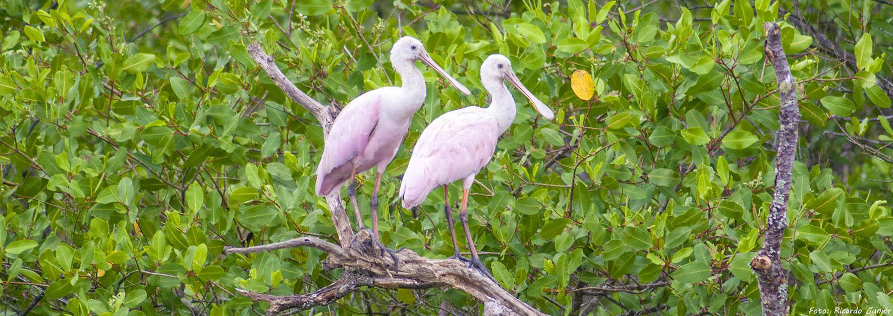 Garuva - Guia de Viagem, Dicas de passeios e Hospedagem